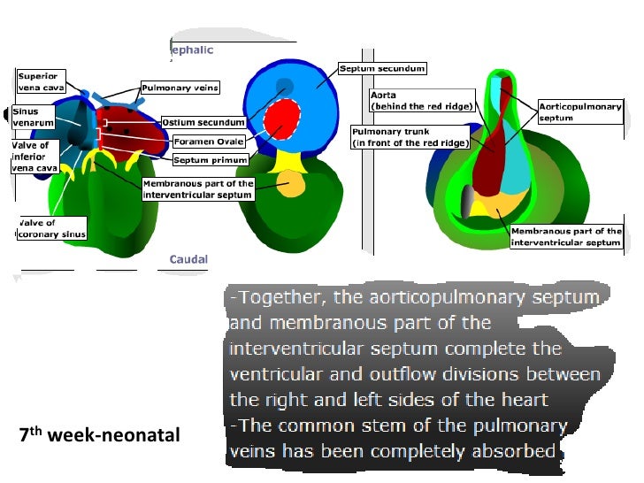 Embryology Of Heart