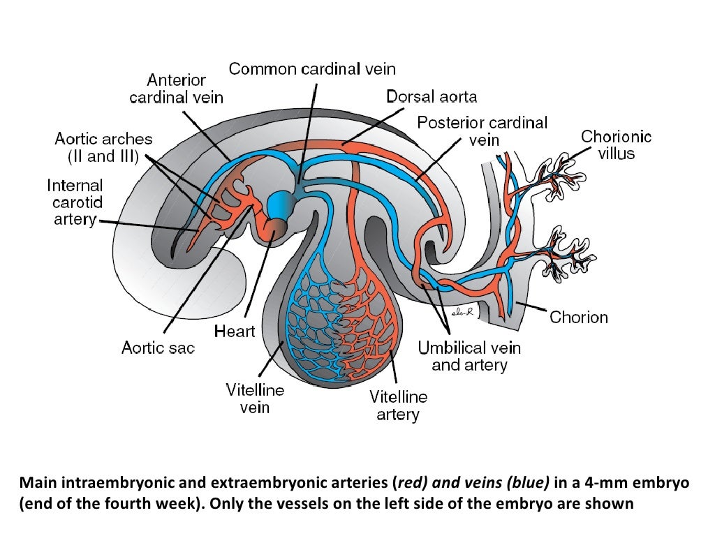 Embryology Of Heart