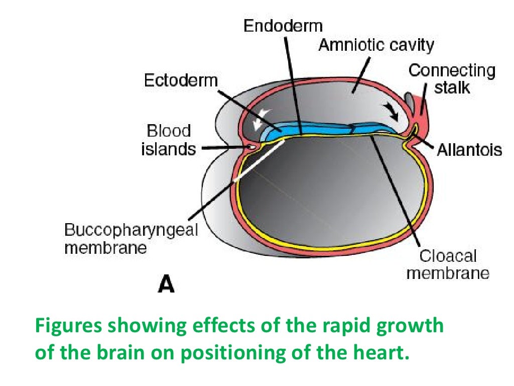 Embryology cardiovascular system (heart development)