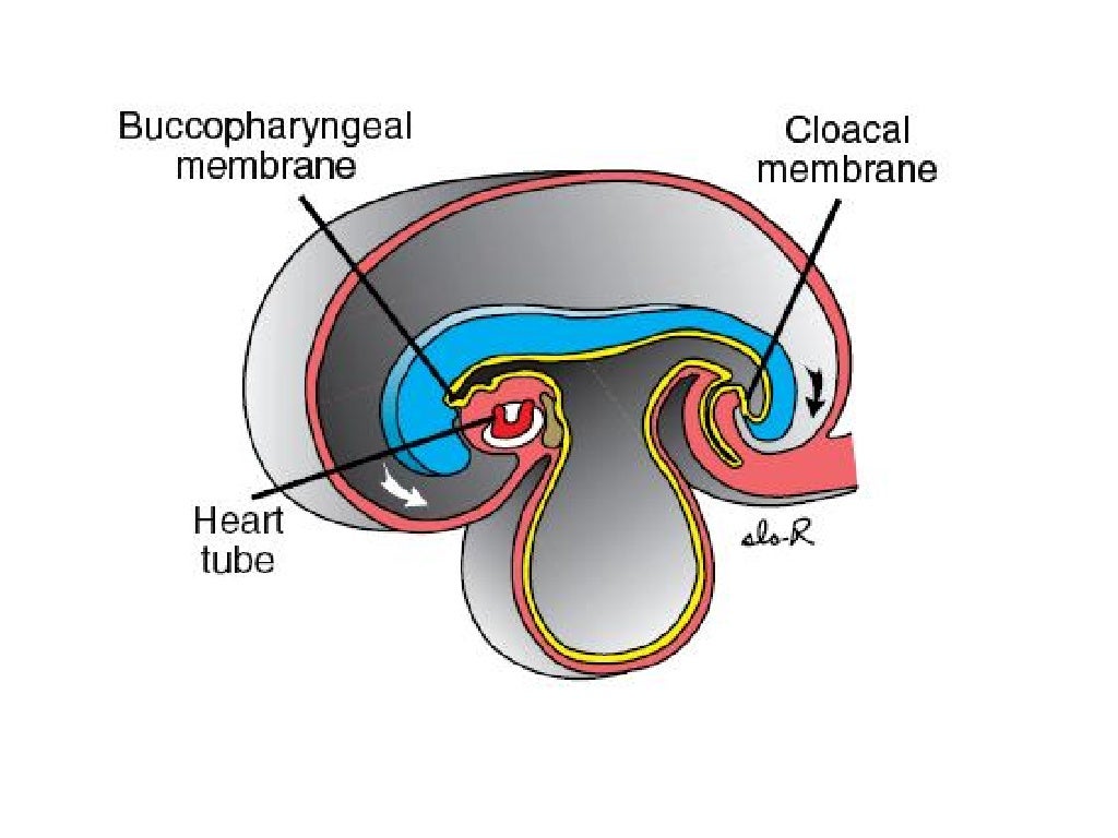 Embryology Of Heart