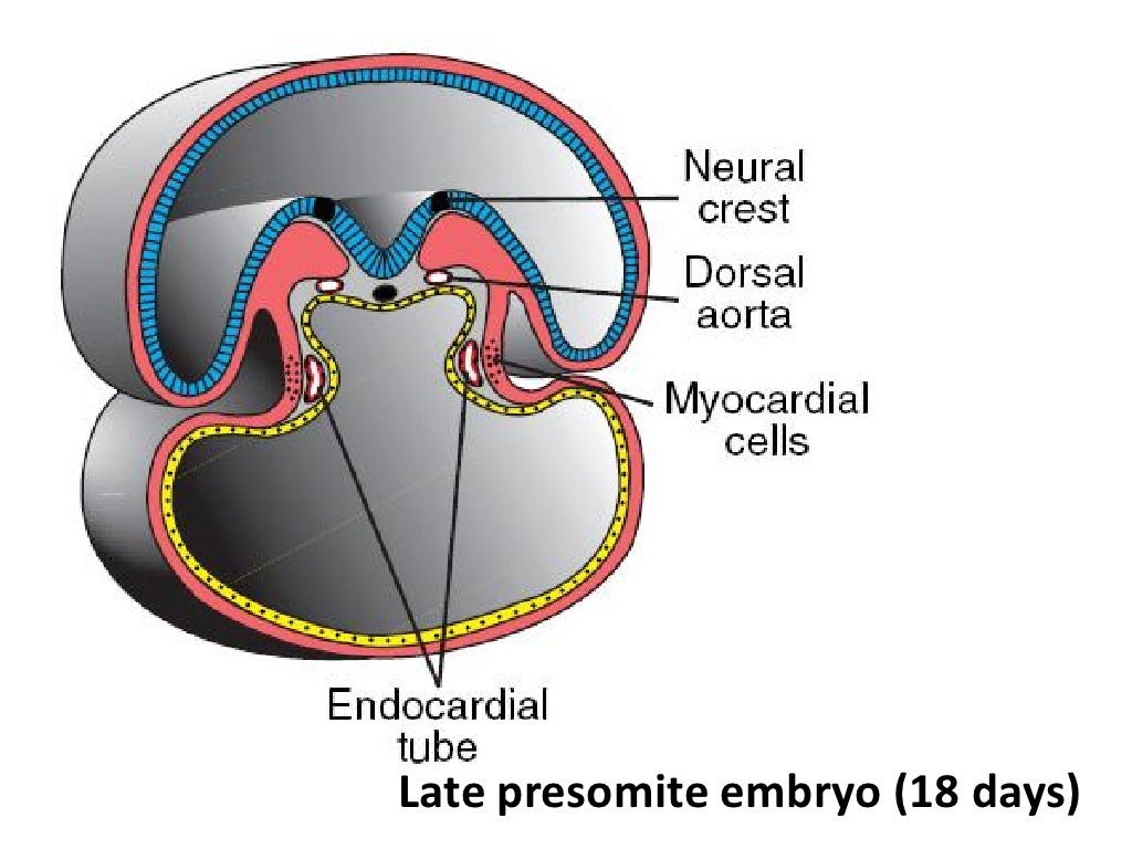 Embryology Of Heart