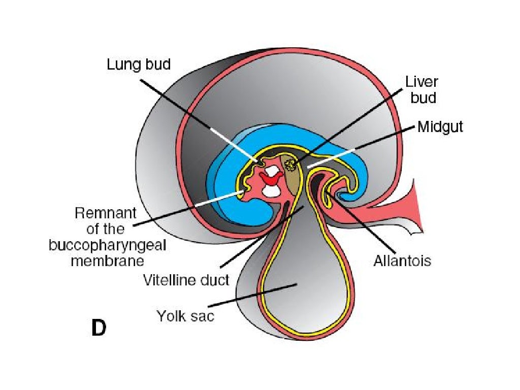 Embryology Of Heart