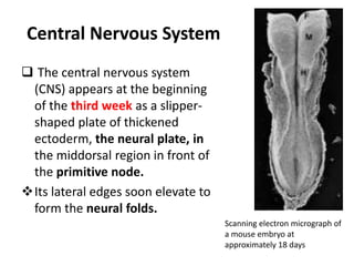 Embryology developmentofcentralnervoussystem-100708132545-phpapp02 | PPTX