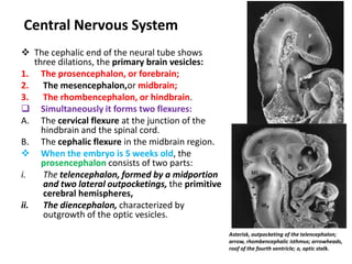 Embryology developmentofcentralnervoussystem-100708132545-phpapp02 | PPTX