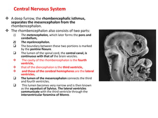 Embryology developmentofcentralnervoussystem-100708132545-phpapp02 | PPTX