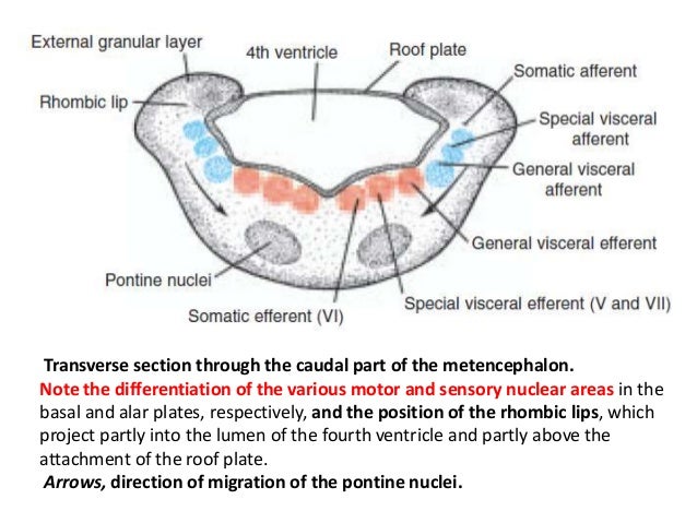 Embryology developmentofcentralnervoussystem-100708132545-phpapp02