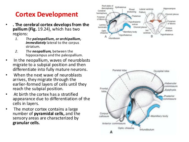 Embryology developmentofcentralnervoussystem-100708132545-phpapp02
