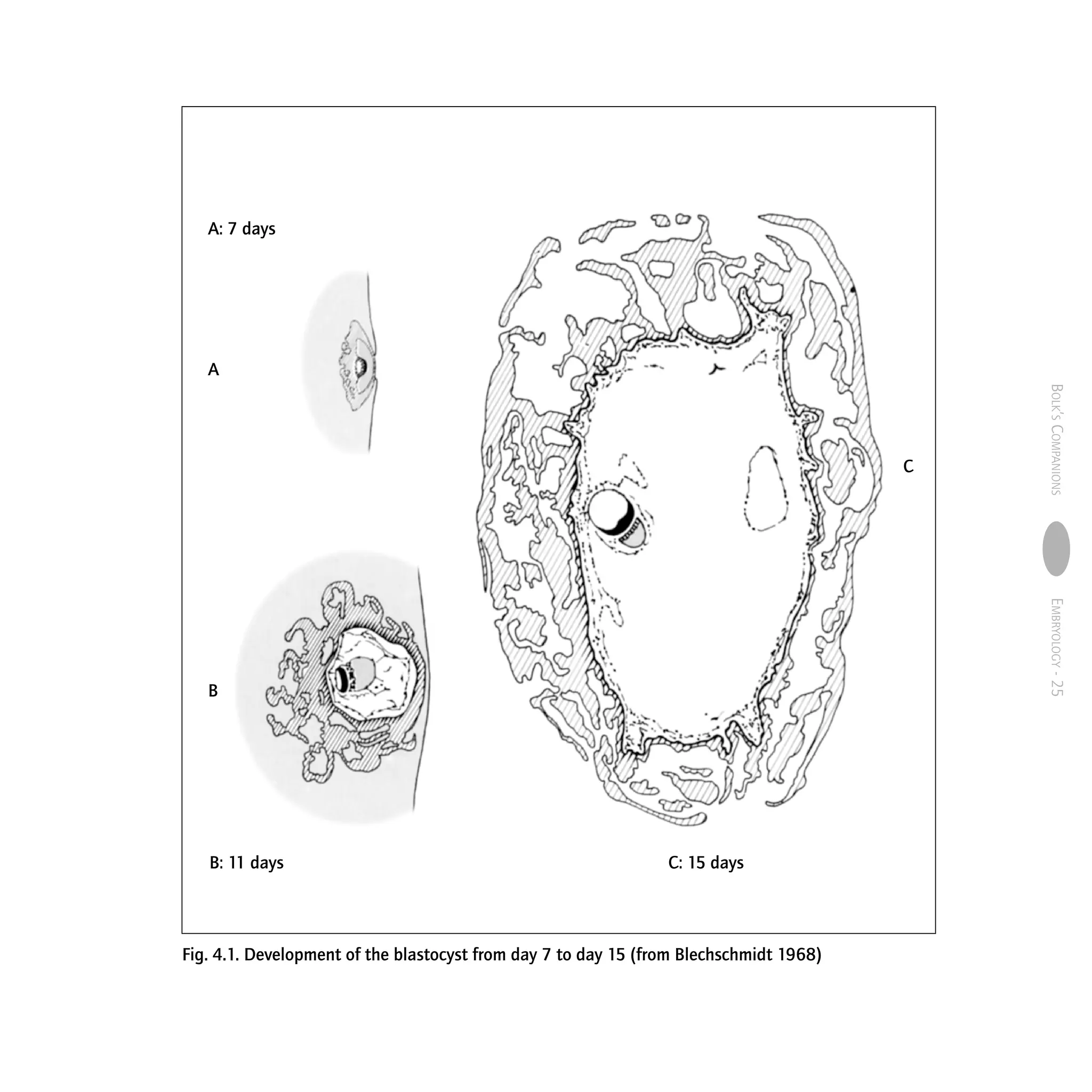 Embryology early development from a phenomenological point of view | PDF