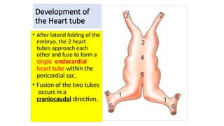EMBRYOLOGY - HEART AND HUMAN ANATOMY PDF | PPTX