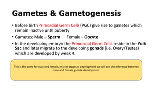 Embryology part 1 | PPT