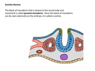 Embryology part 10 | PDF