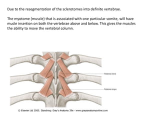 Embryology part 10 | PPT