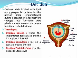 Embryology-Part-1 (1) (1).pdf NBBVVVVHJM | PDF | Infertility ...