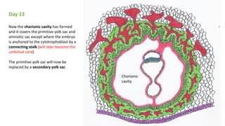 Embryology part 2 | PPT