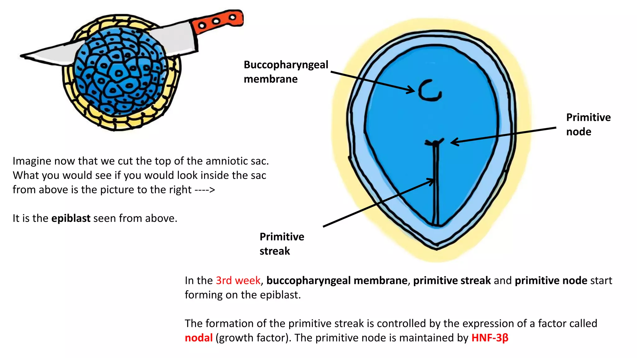 Embryology part 3 | PDF