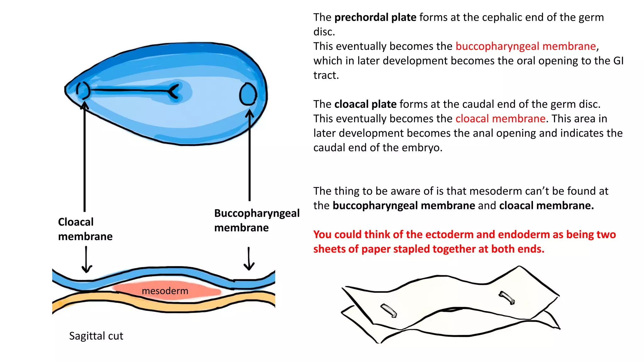 Embryology part 3 | PDF
