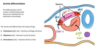 Embryology part 3 | PDF