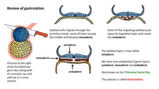 Embryology part 3 | PDF