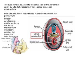 Embryology part 4 | PDF