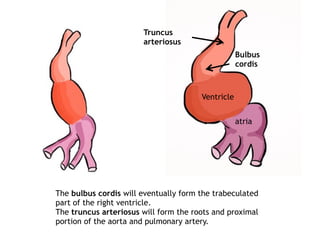 Embryology part 4 | PDF