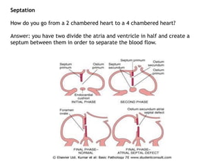 Embryology part 4 | PDF