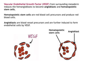 Embryology part 4 | PDF