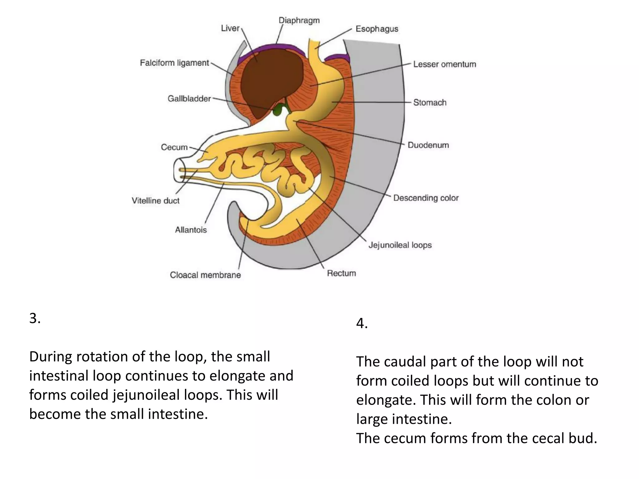 Embryology part 5 | PDF