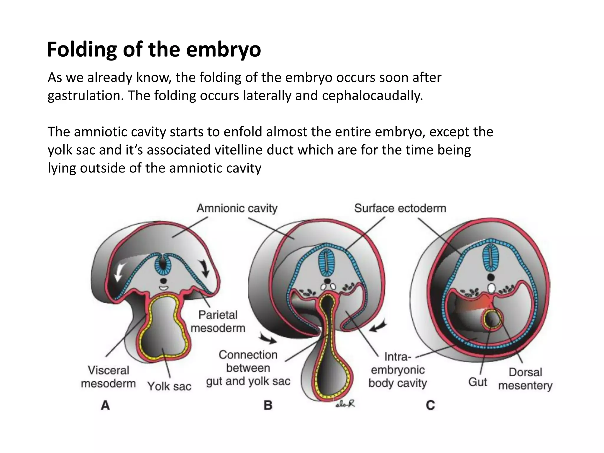 Embryology part 5 | PDF