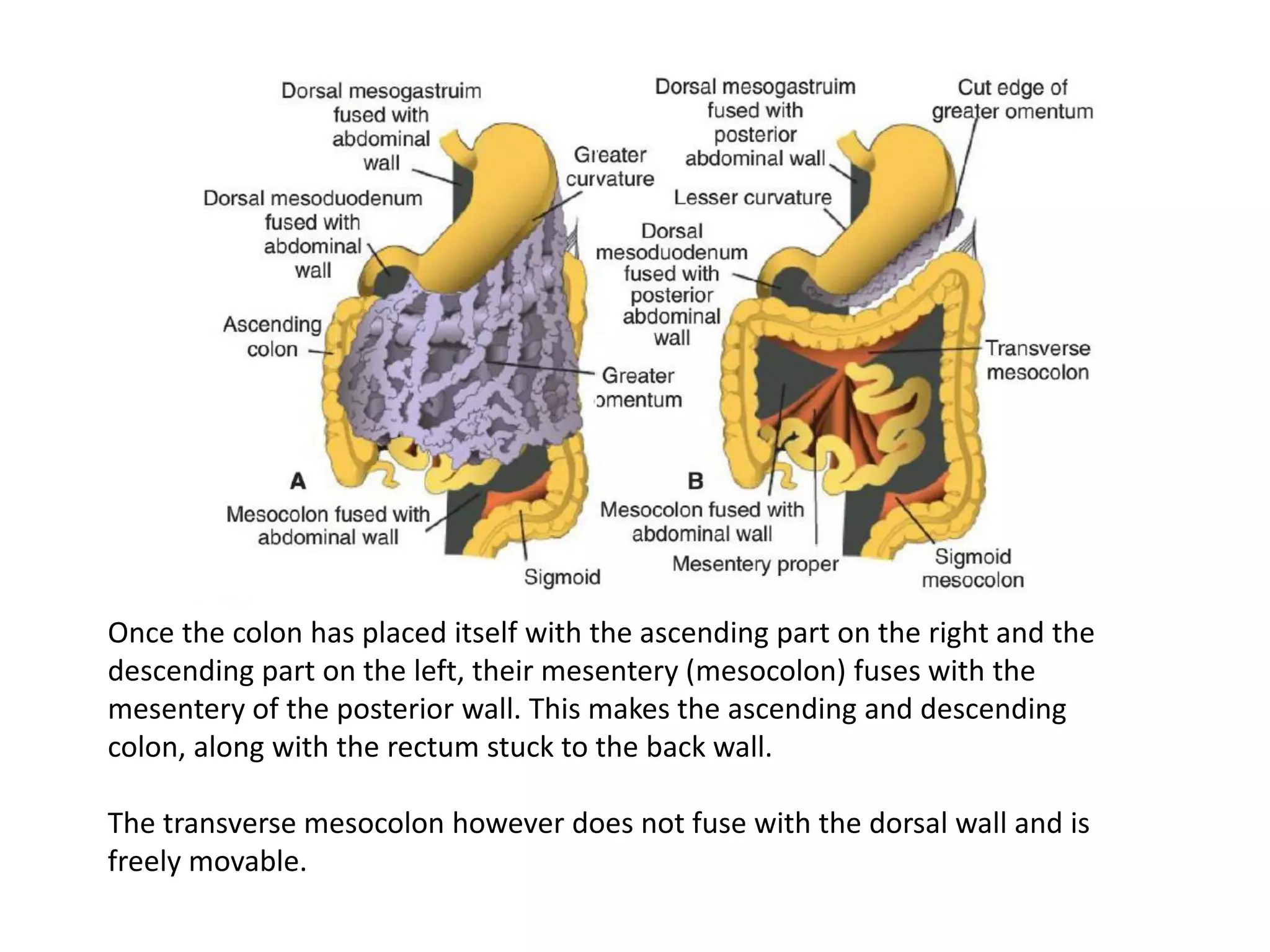 Embryology part 5 | PDF