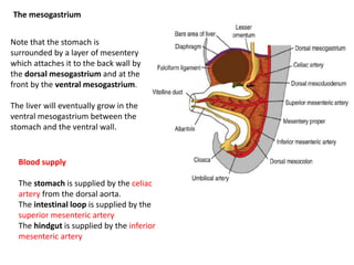 Embryology part 5 | PPT
