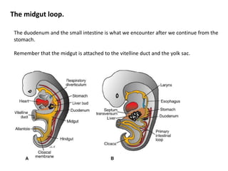 Embryology part 5 | PPT