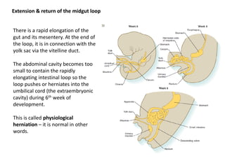 Embryology part 5 | PPT