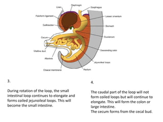 Embryology part 5 | PPT