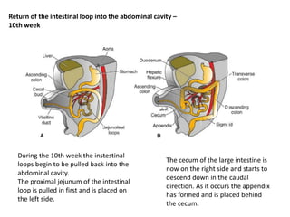Embryology part 5 | PPT