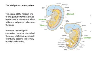 Embryology part 5 | PPT