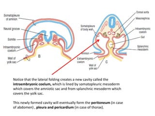 Embryology part 5 | PPT