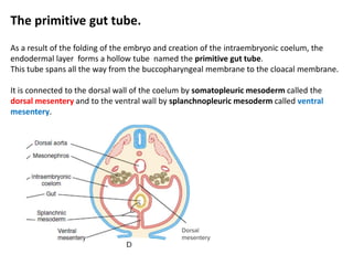 Embryology part 5 | PPT