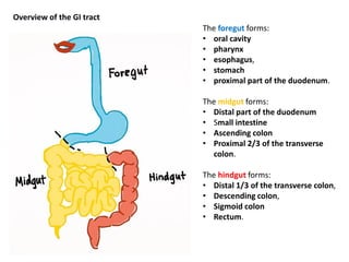Embryology part 5 | PPT