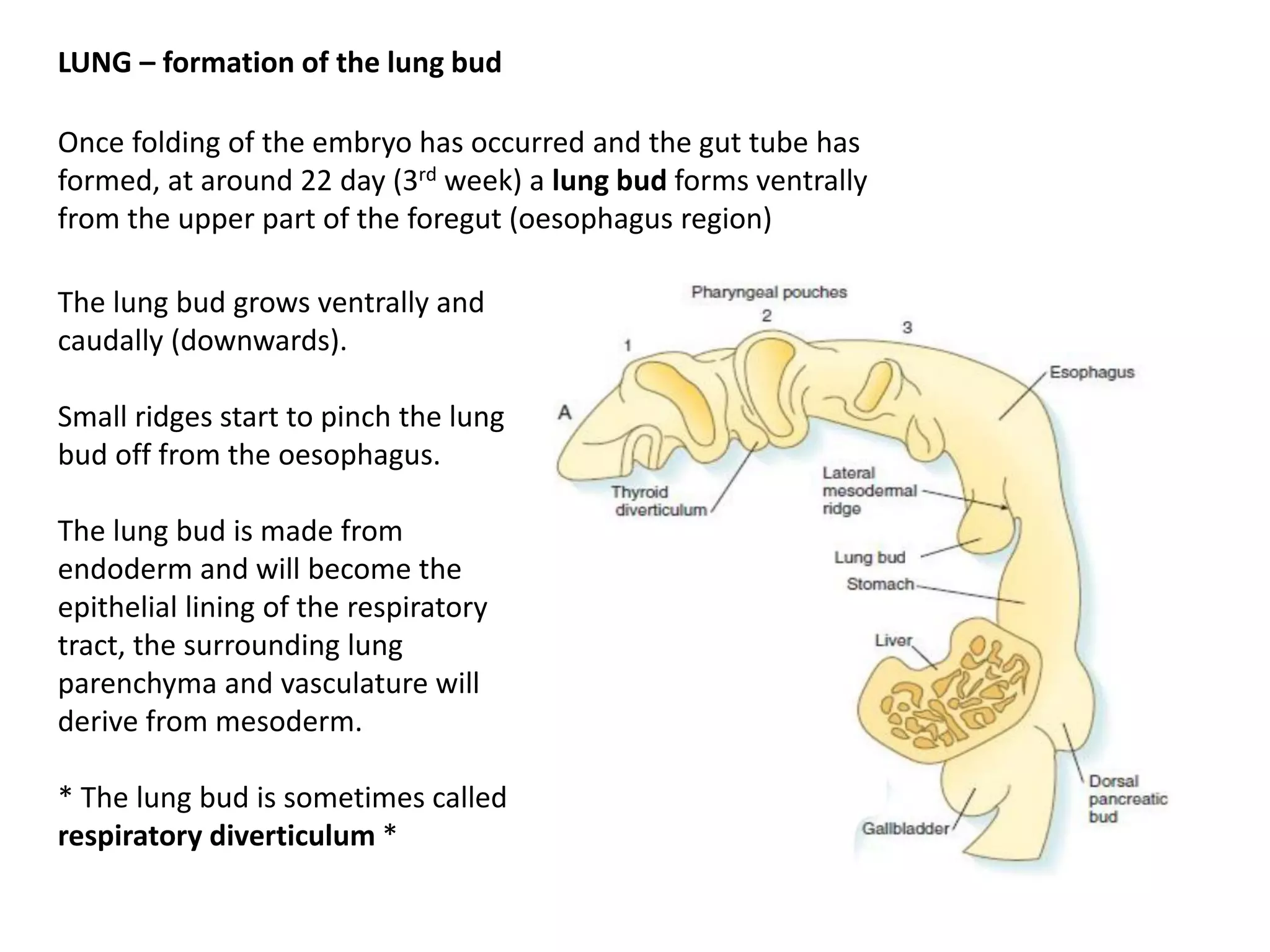 Embryology part 6 | PDF