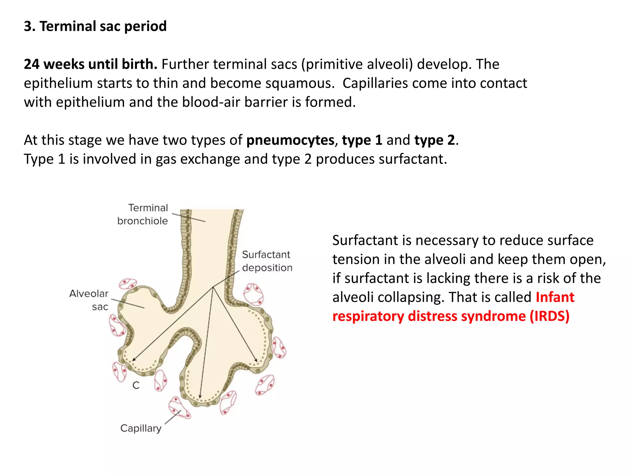 Embryology part 6 | PDF