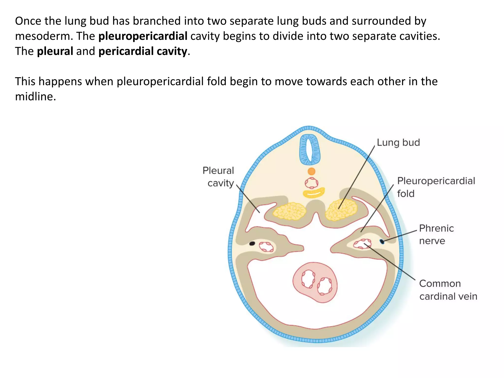Embryology part 6 | PDF