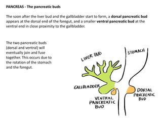 Embryology part 6 | PPT
