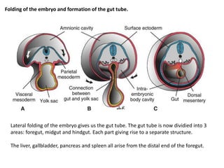 Embryology part 6 | PPT