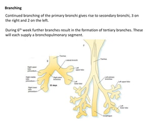 Embryology part 6 | PDF