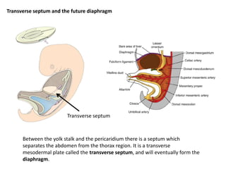 Embryology part 6 | PDF