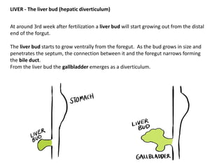 Embryology part 6 | PDF
