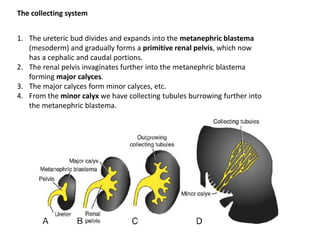 Embryology part 7 | PDF