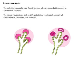 Embryology part 7 | PPT