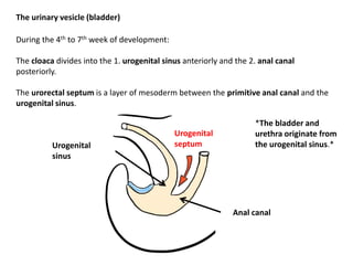 Embryology part 7 | PPT