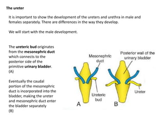 Embryology part 7 | PPT